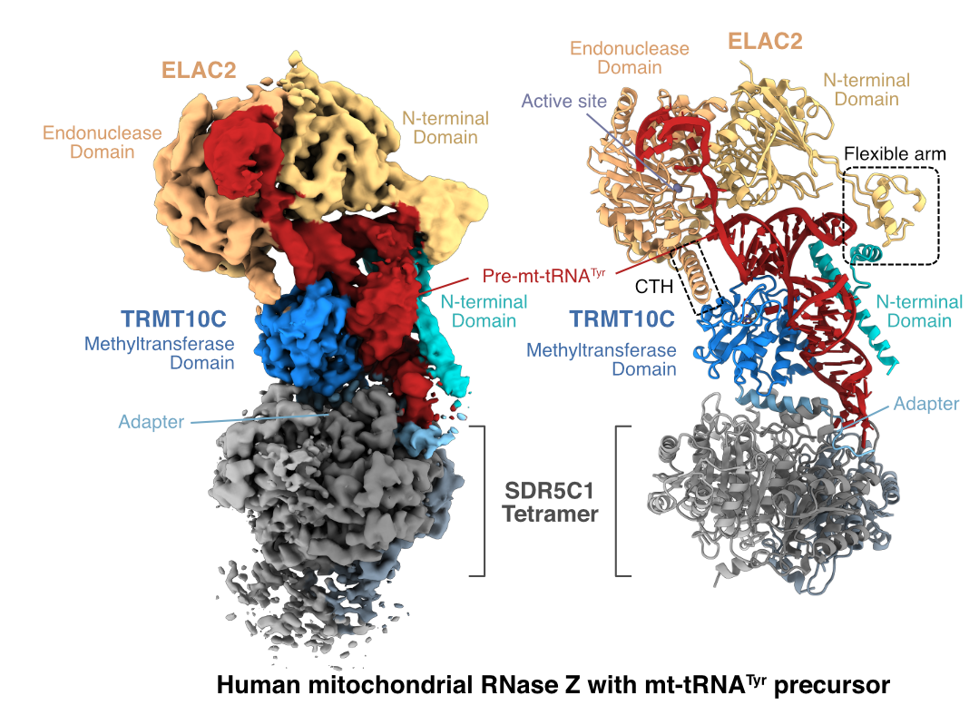 Our paper on human tRNA 3' processing is published in Nature Structural ...